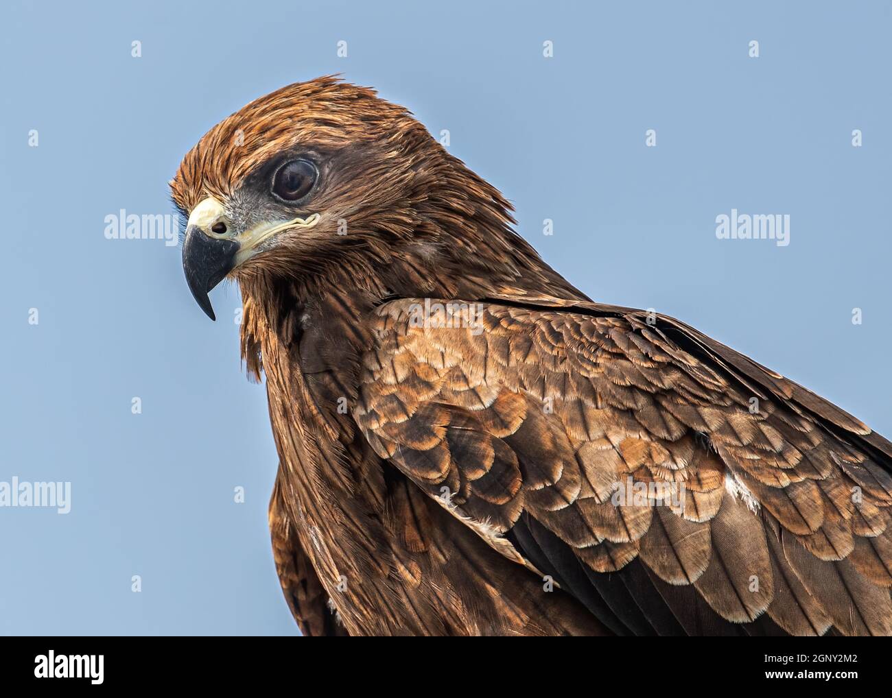Close up of a black kite Stock Photo - Alamy