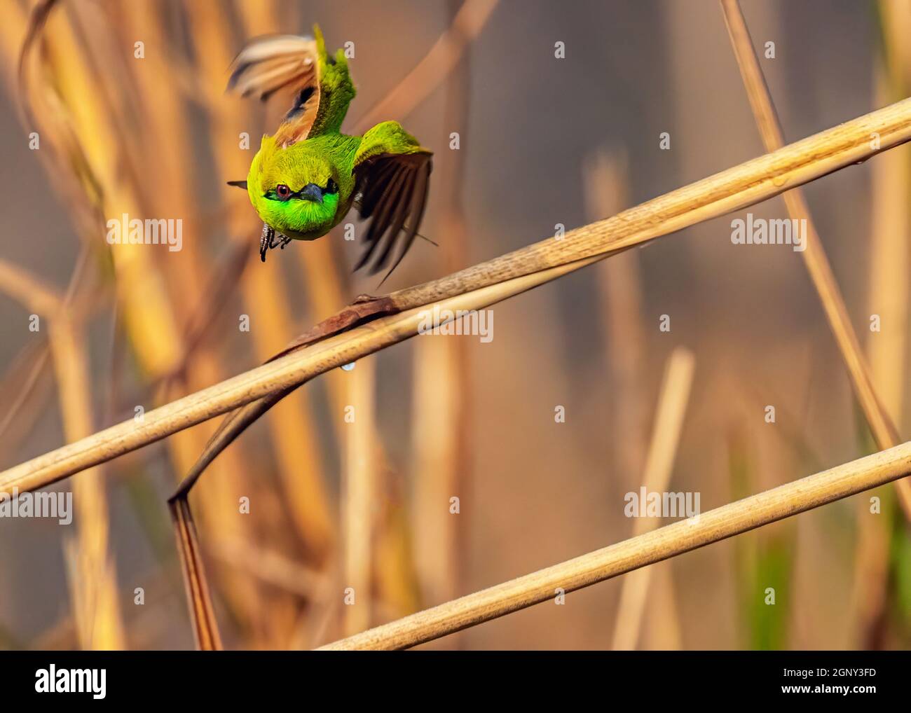 A green bee eater flying in a garden Stock Photo - Alamy