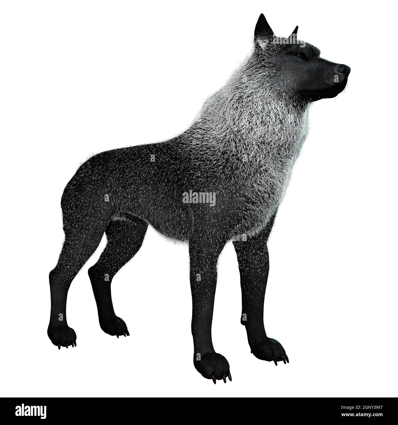 3D rendering of a black wolf isolated on white background Stock Photo ...