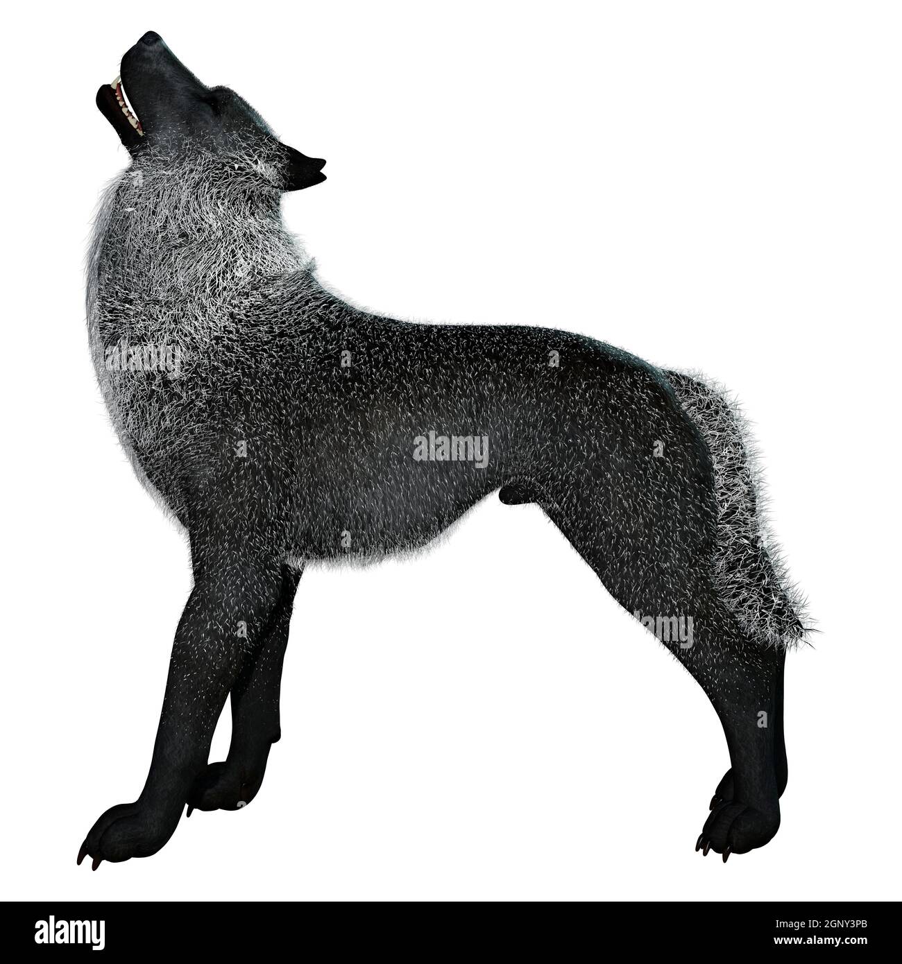 3D rendering of a black wolf isolated on white background Stock Photo ...