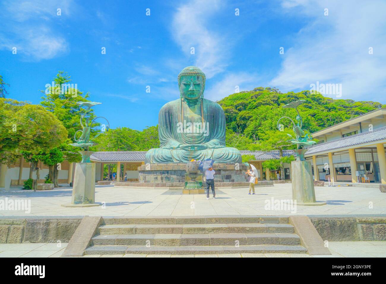 Early summer of the Great Buddha of Kamakura, which was wrapped in ...