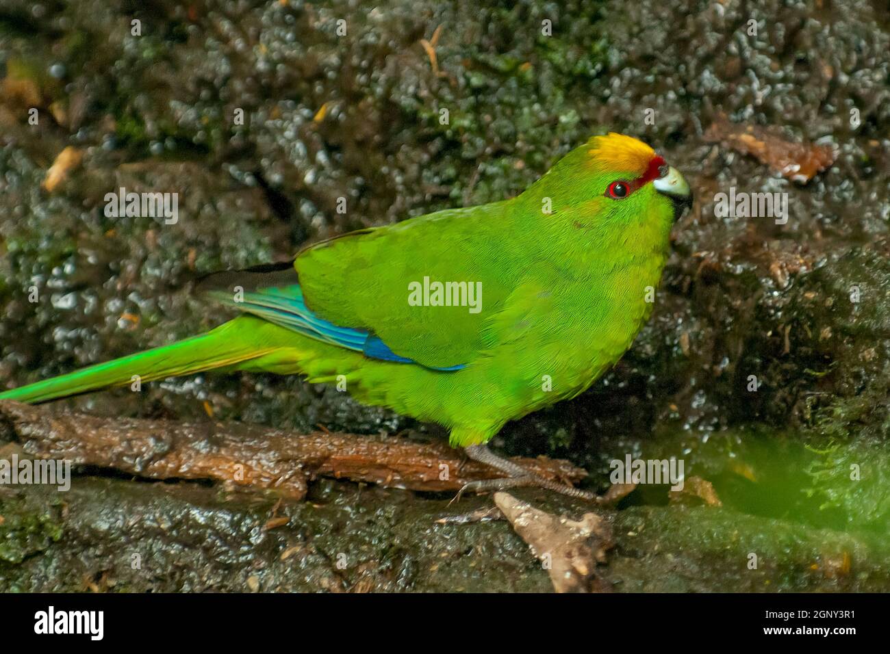 Yellow-crowned Parakeet, Cyanoramphus auriceps, Motuara Island, New ...