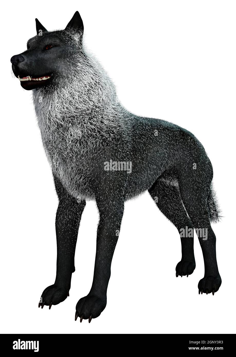 3D rendering of a black wolf isolated on white background Stock Photo ...