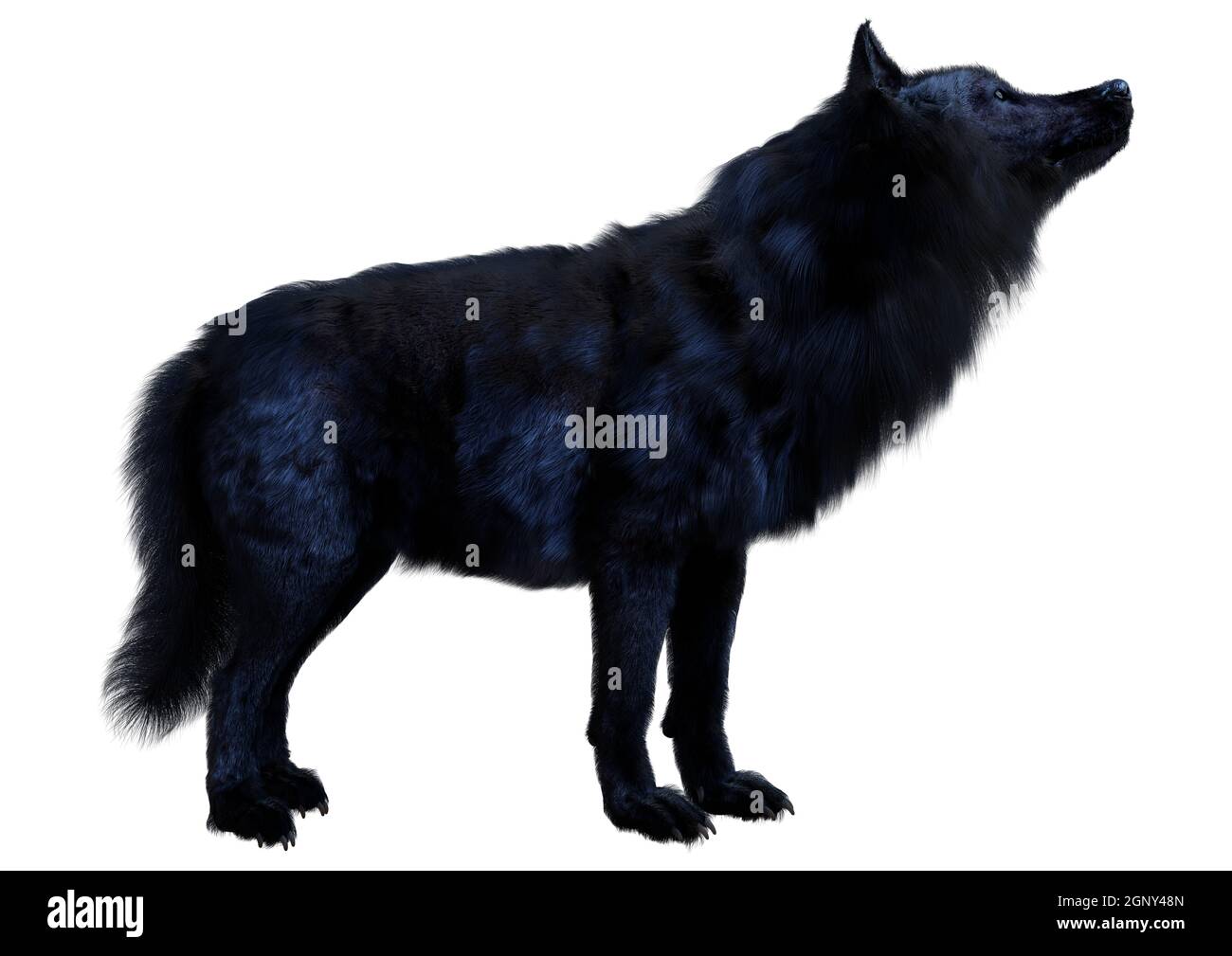 3D rendering of a black wolf isolated on white background Stock Photo ...