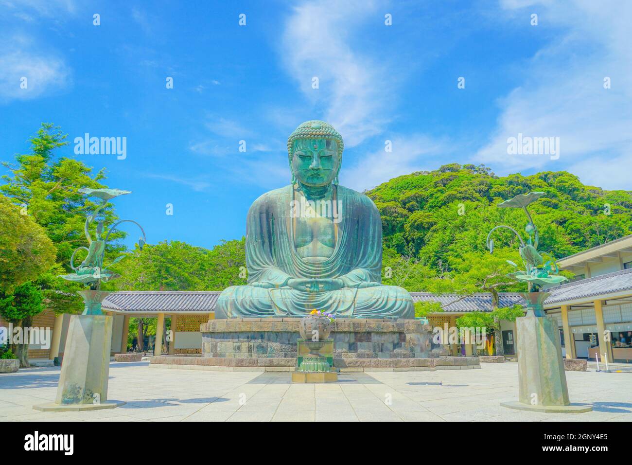 Early summer of the Great Buddha of Kamakura, which was wrapped in ...