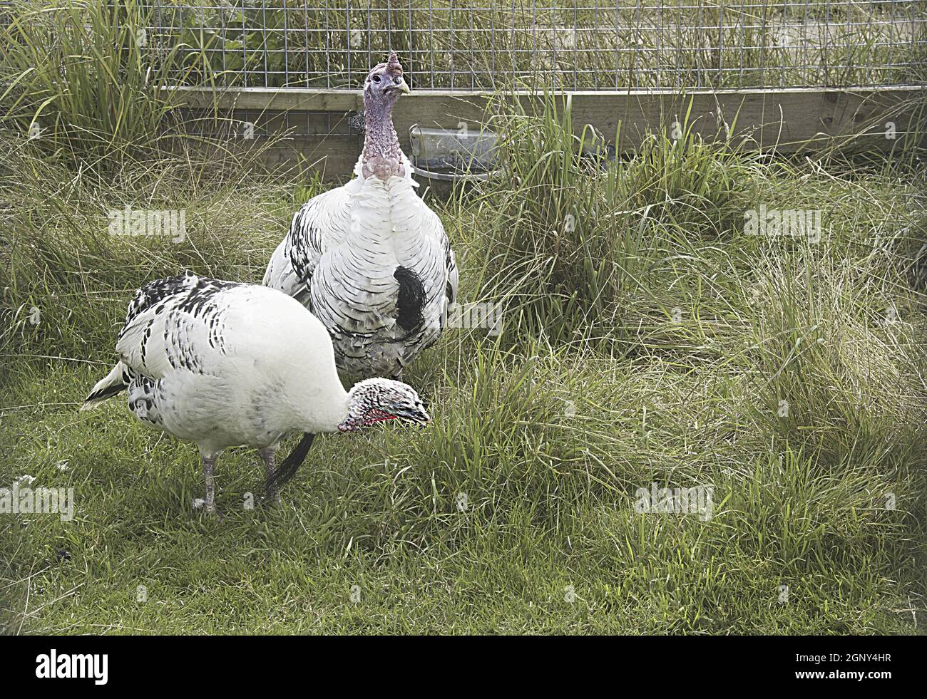 Pied turkey hi-res stock photography and images - Alamy