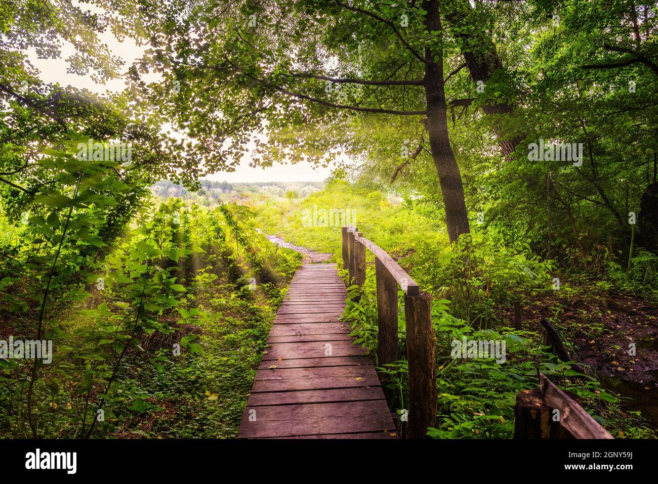 Old wooden bridge in forest hi-res stock photography and images - Alamy