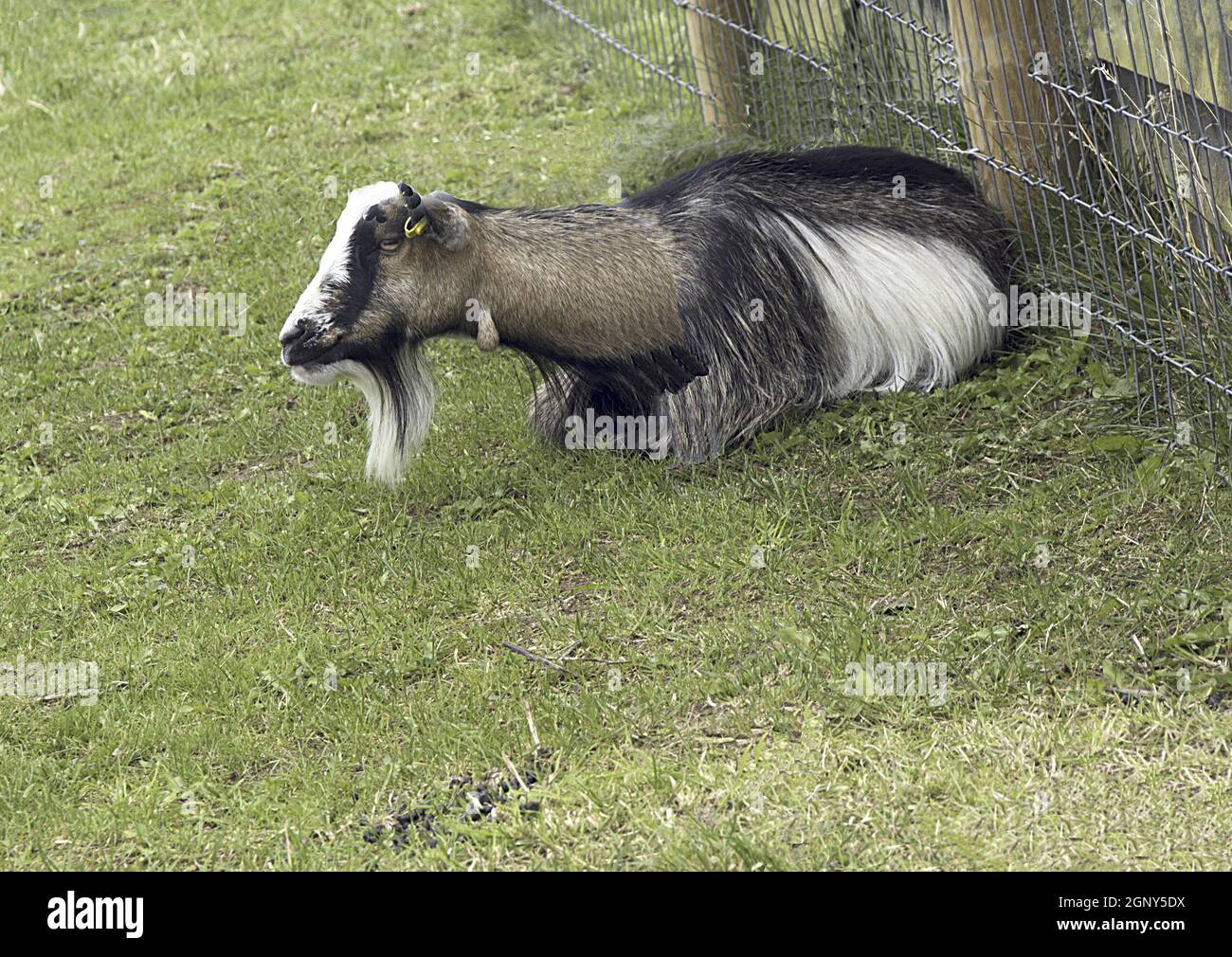 Rare breed of goat hi-res stock photography and images - Alamy