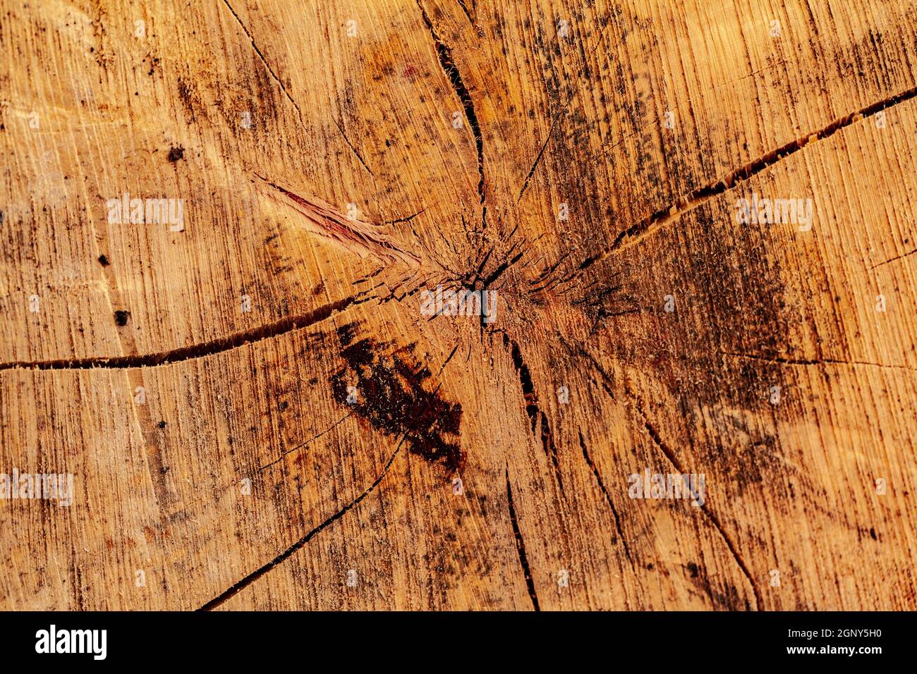 Wooden cut section of a tree as a background Stock Photo - Alamy