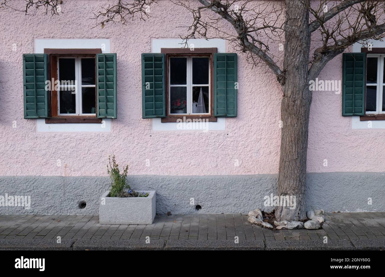 The tree grows next to the house in Hallstatt, Austria Stock Photo - Alamy