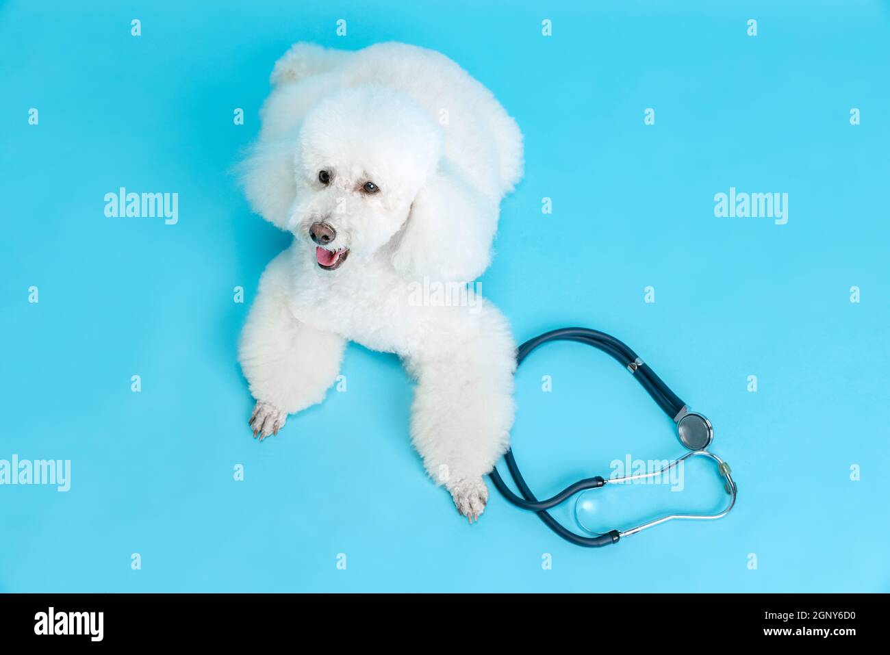 Portrait of cute beautiful white poodle dog lies among medical, vet ...