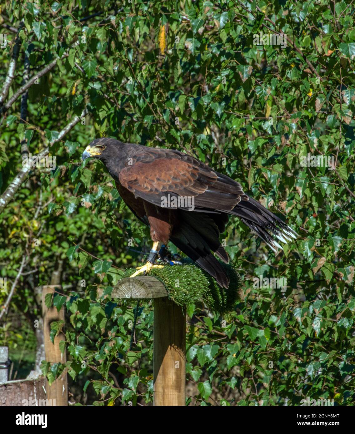 Falconry harris hawk hi-res stock photography and images - Alamy