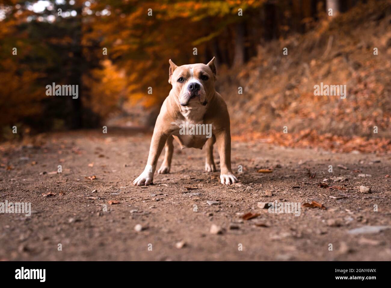 American Bully Female standing on the garden in autumn Stock Photo - Alamy