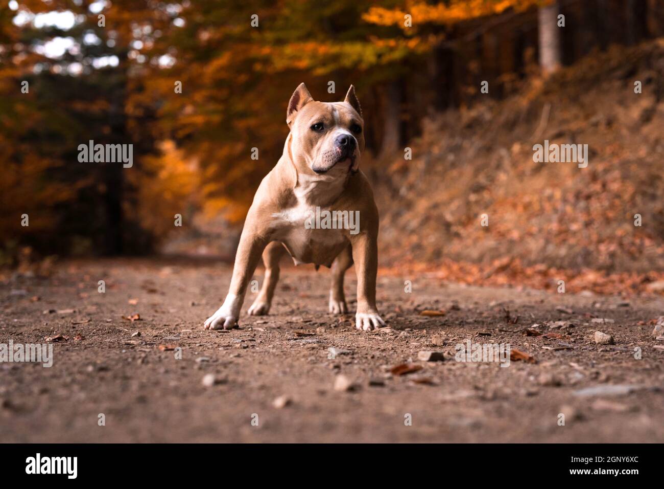 American Bully Female standing on the garden in autumn Stock Photo - Alamy