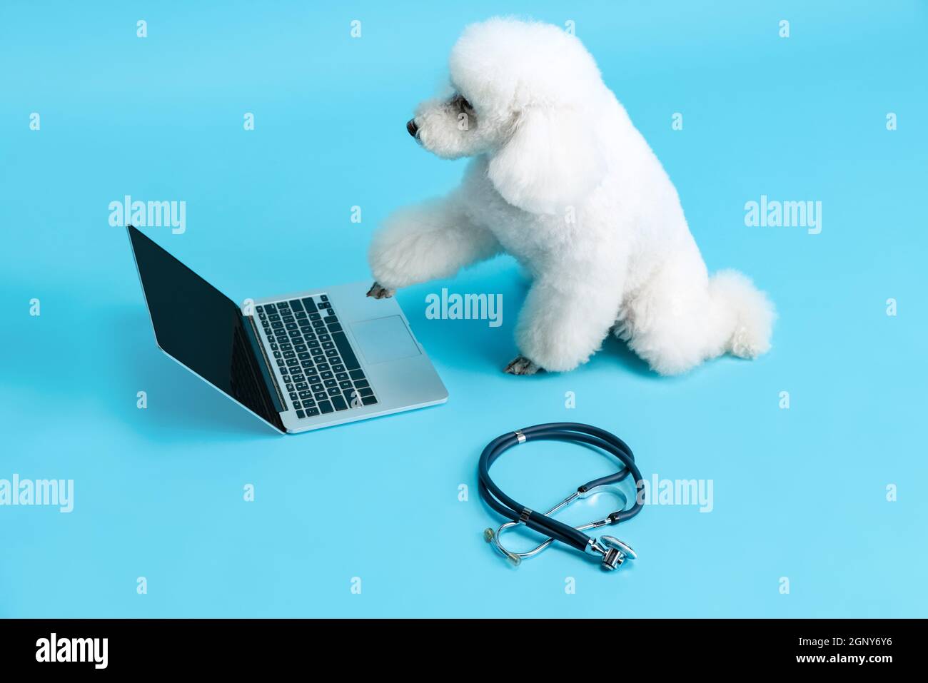 Portrait of cute beautiful white poodle dog using laptop, gadget ...