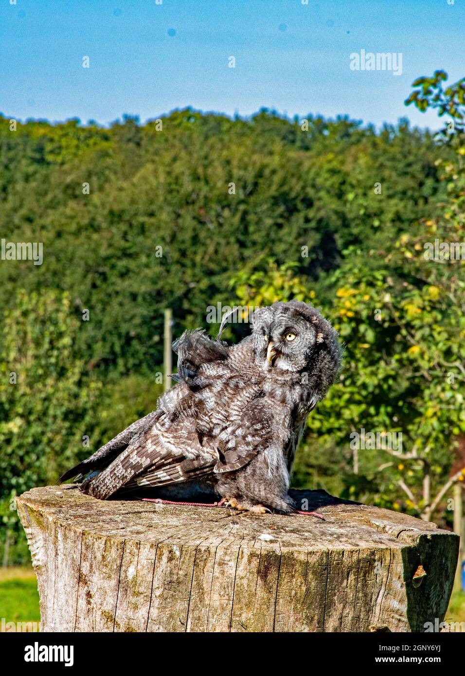 Provincial bird of manitoba hi-res stock photography and images - Alamy