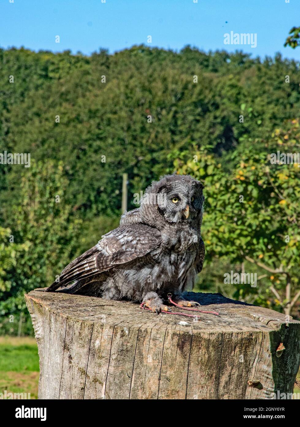 Provincial bird of manitoba hi-res stock photography and images - Alamy