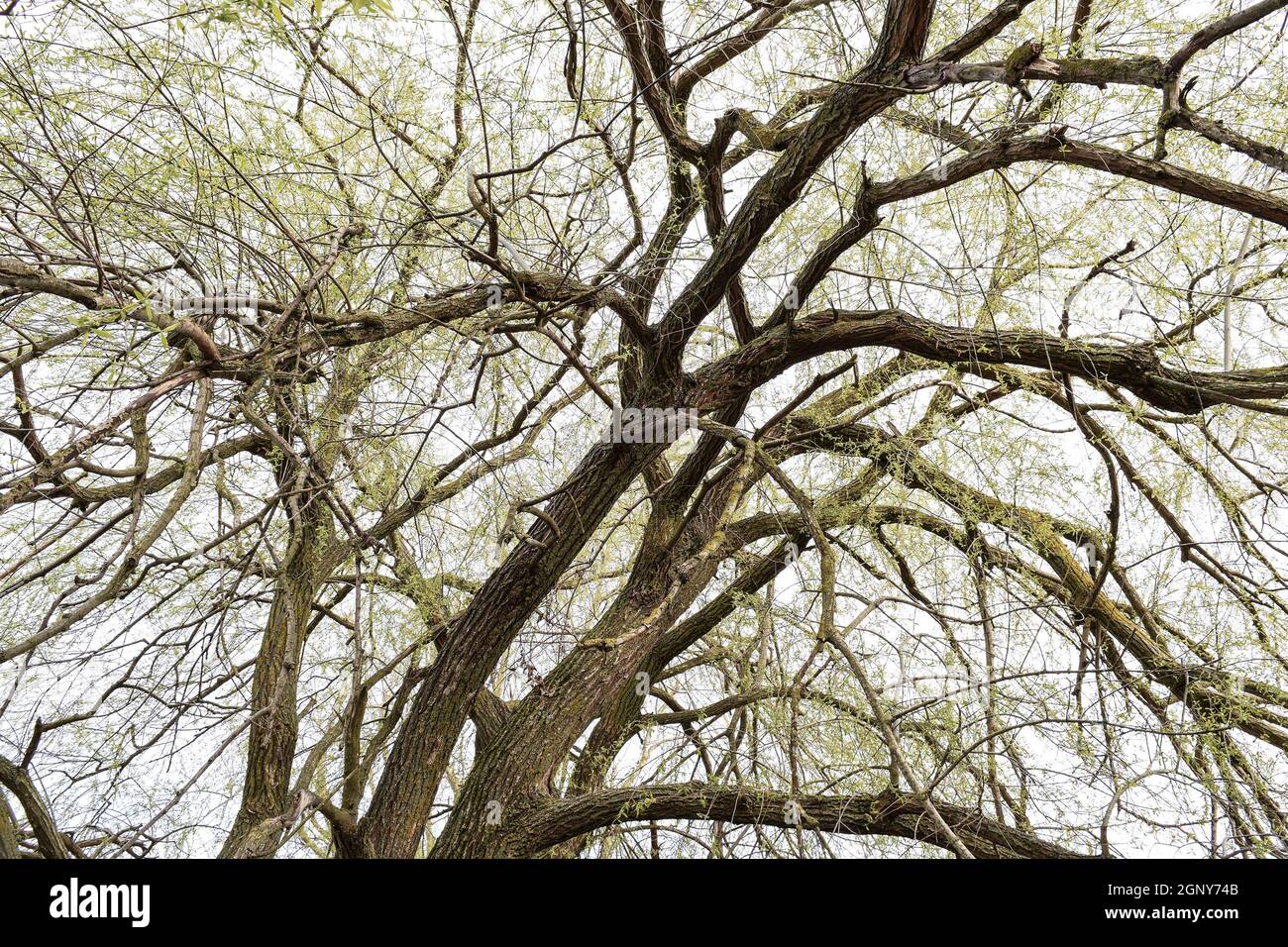 Background of the branches of trees. Spruce bud to blossom in the ...