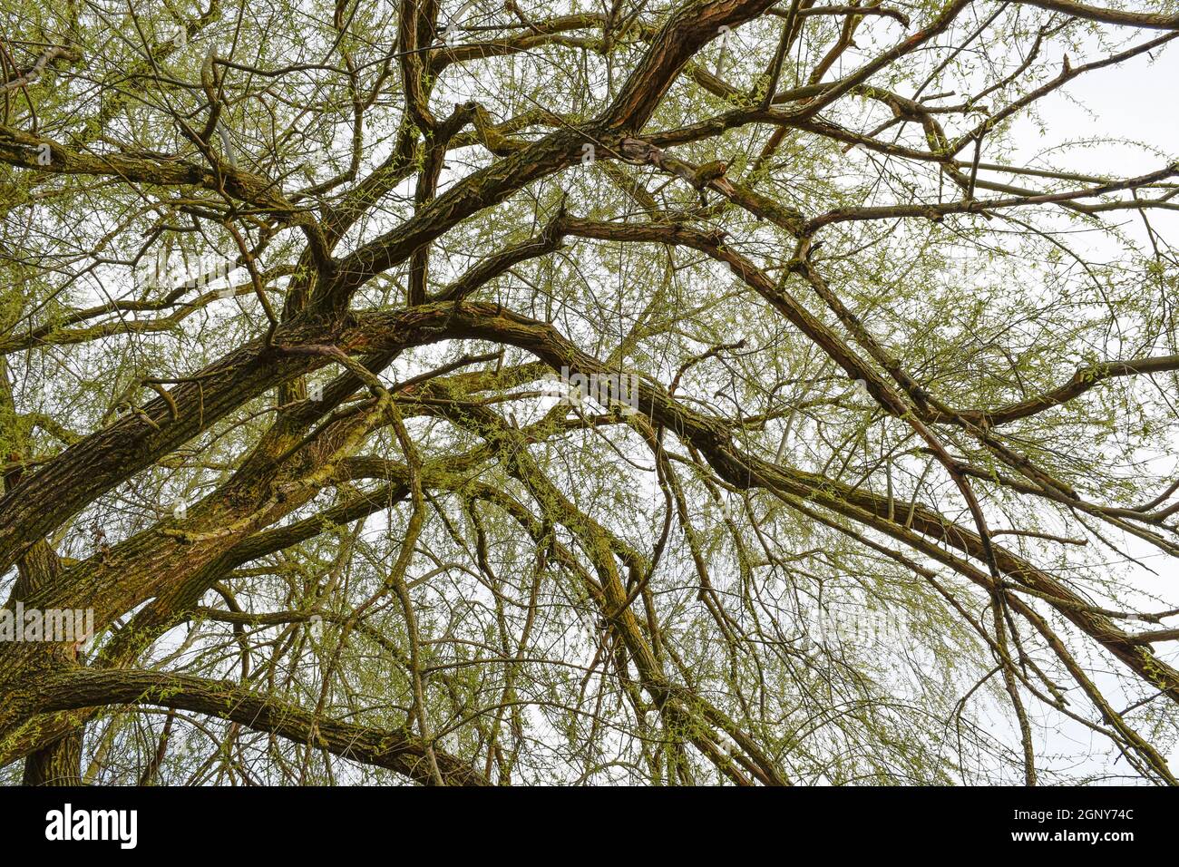 Background of the branches of trees. Spruce bud to blossom in the ...