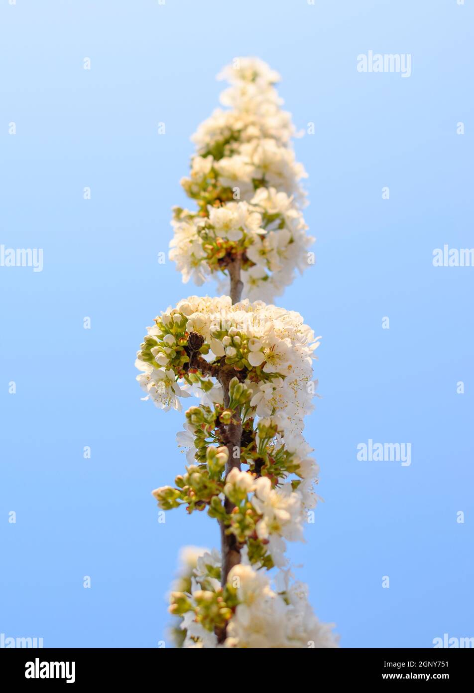 Prunus avium Flowering cherry. Cherry flowers on a tree branch Stock ...