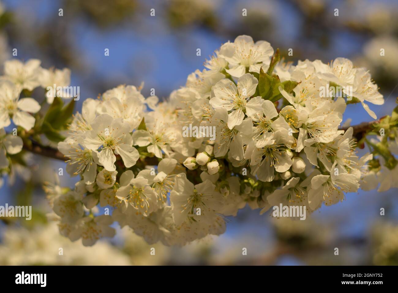 Prunus avium Flowering cherry. Cherry flowers on a tree branch Stock ...