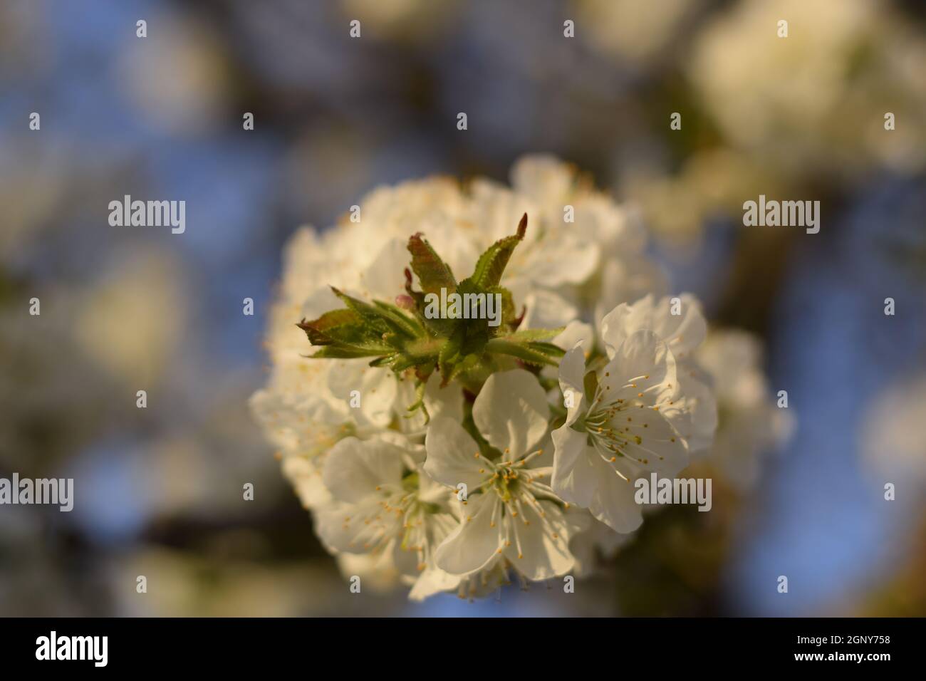 Prunus avium Flowering cherry. Cherry flowers on a tree branch Stock ...