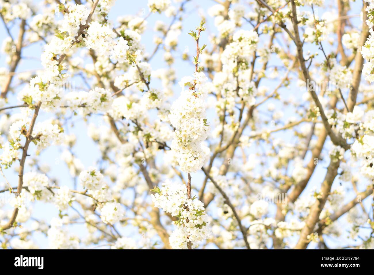 Prunus avium Flowering cherry. Cherry flowers on a tree branch Stock ...