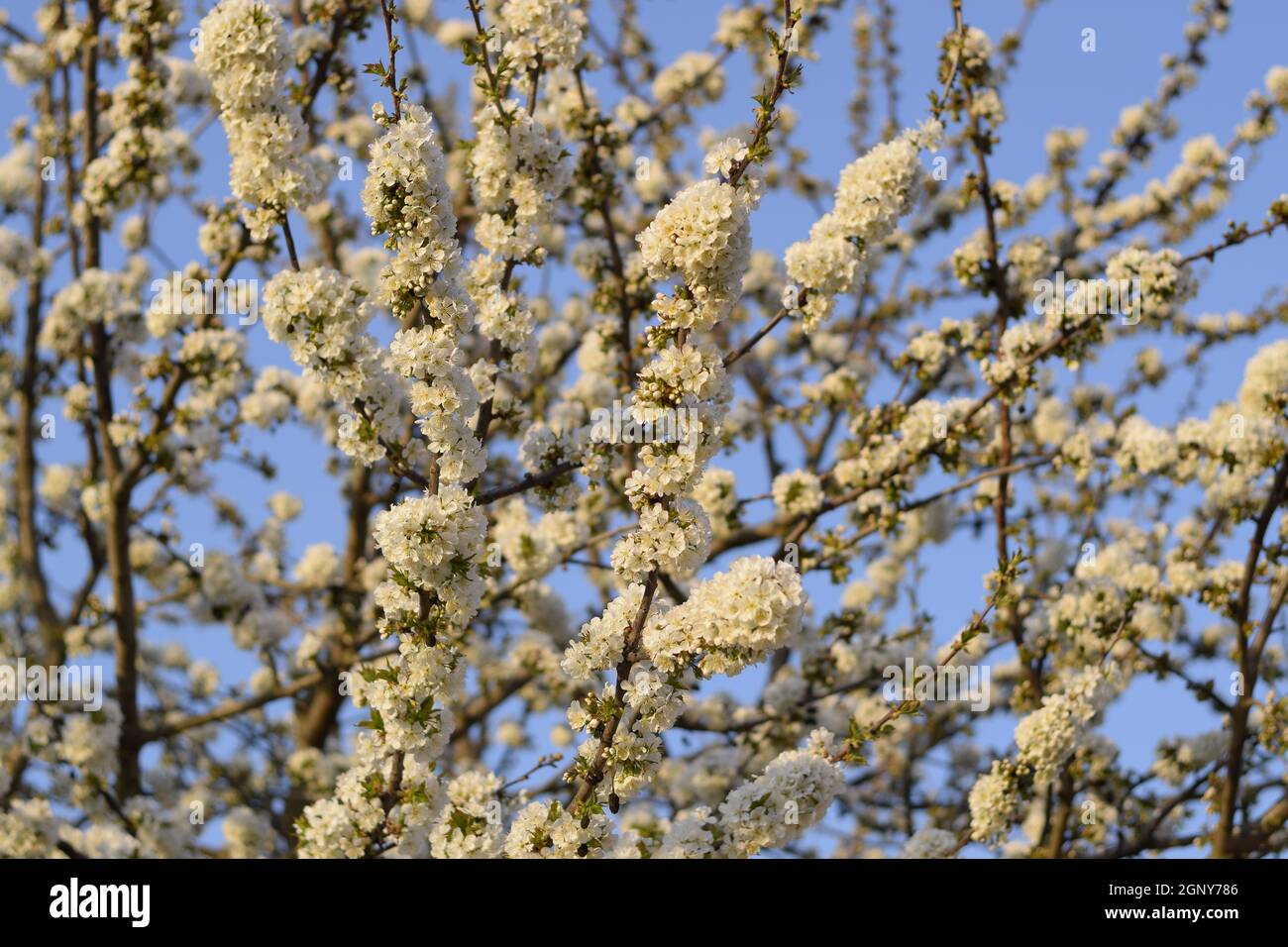 Prunus avium Flowering cherry. Cherry flowers on a tree branch Stock ...