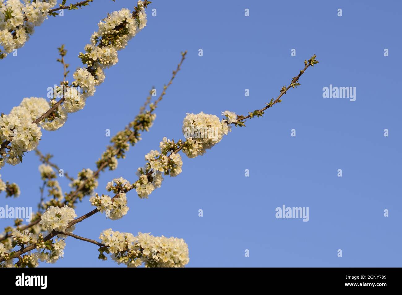 Prunus avium Flowering cherry. Cherry flowers on a tree branch Stock ...
