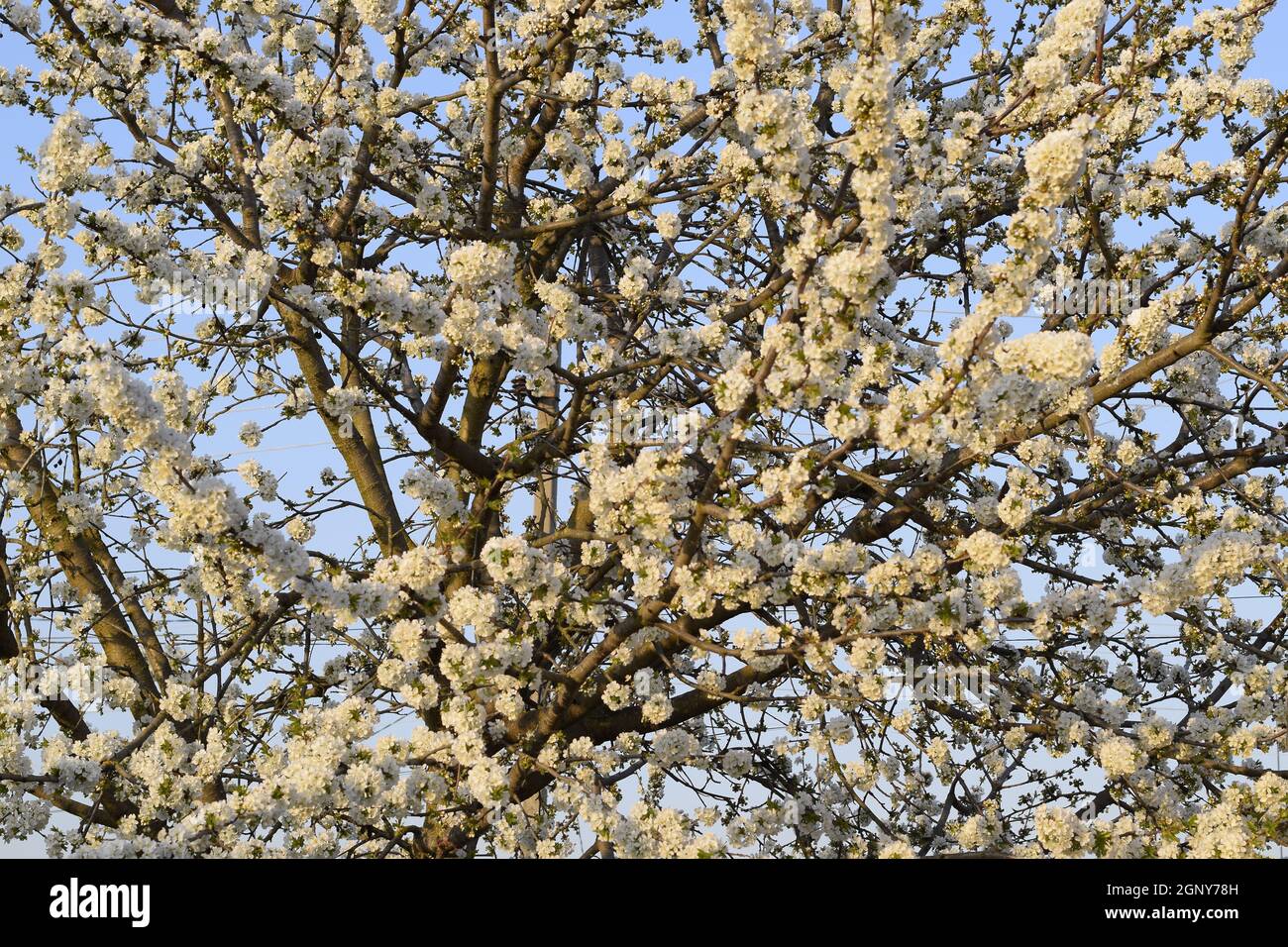 Prunus avium Flowering cherry. Cherry flowers on a tree branch Stock ...