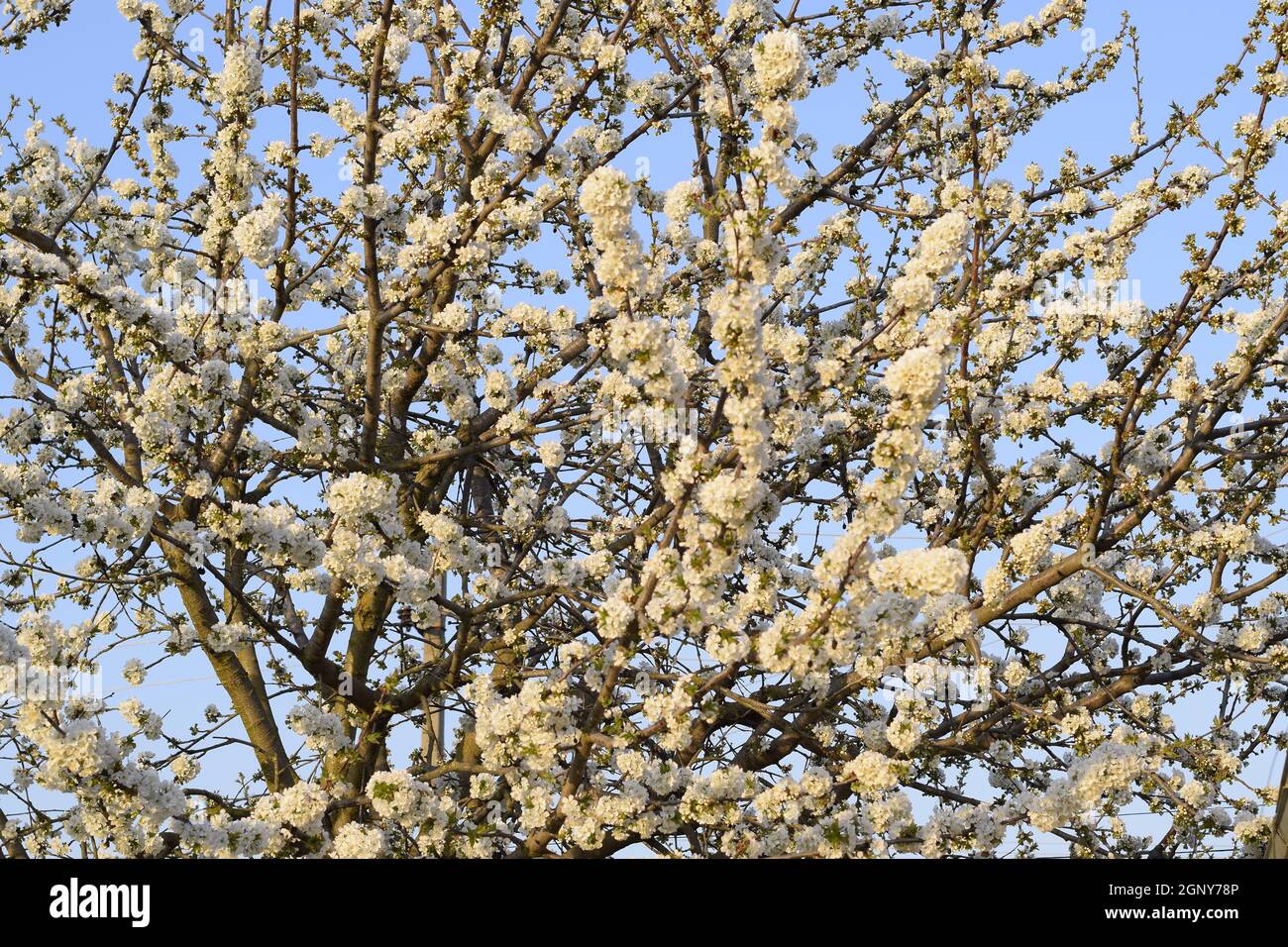 Prunus avium Flowering cherry. Cherry flowers on a tree branch Stock ...