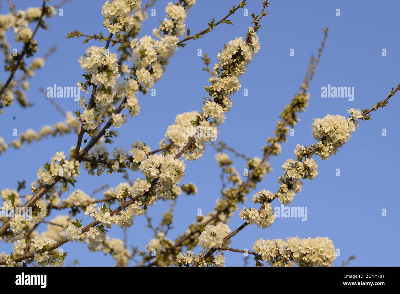 Prunus avium Flowering cherry. Cherry flowers on a tree branch Stock ...