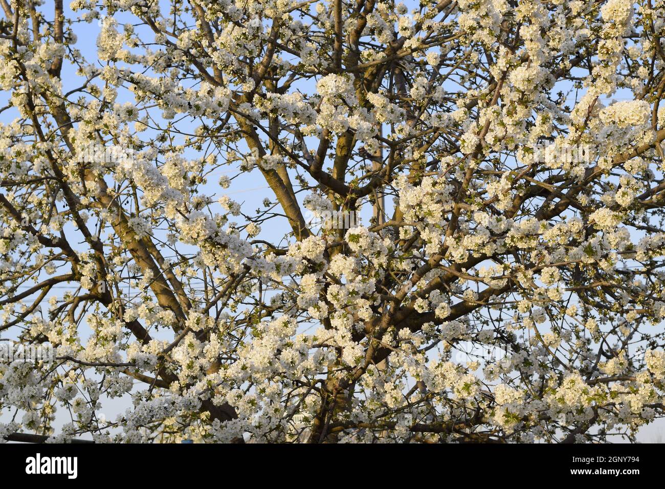 Prunus avium Flowering cherry. Cherry flowers on a tree branch Stock ...