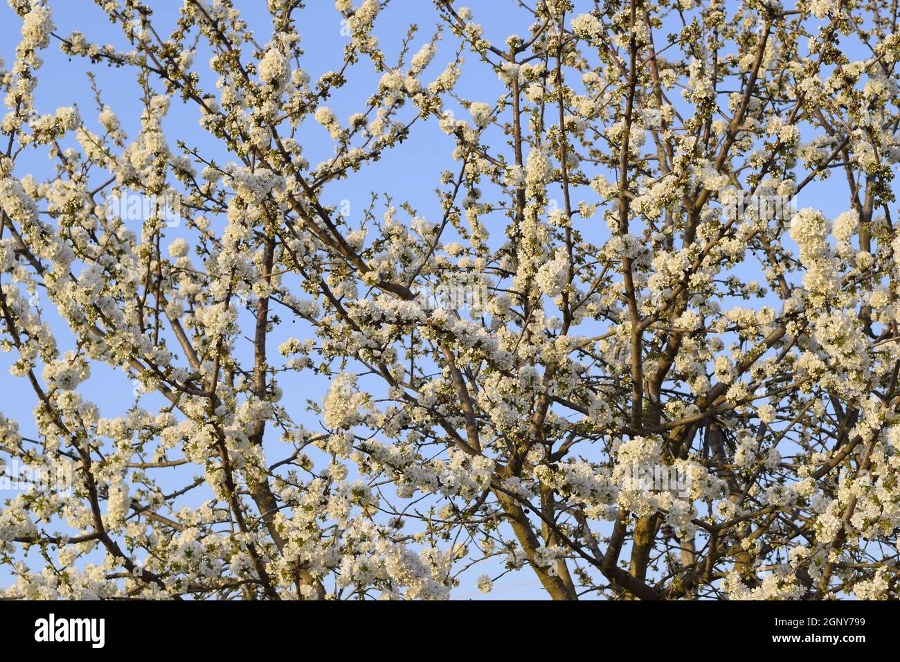 Prunus avium Flowering cherry. Cherry flowers on a tree branch Stock ...