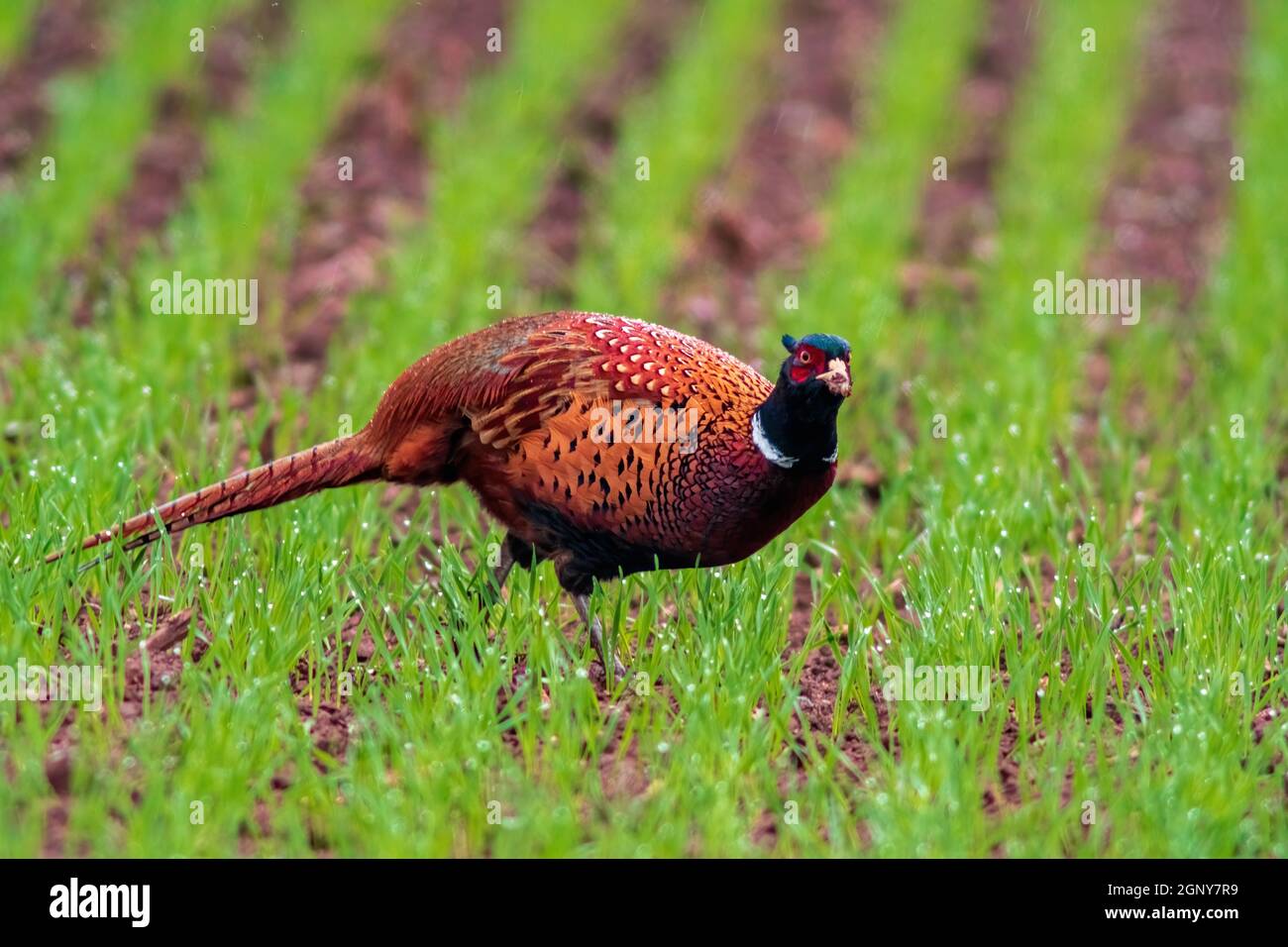 a pheasant foraging in a field in autumn Stock Photo - Alamy