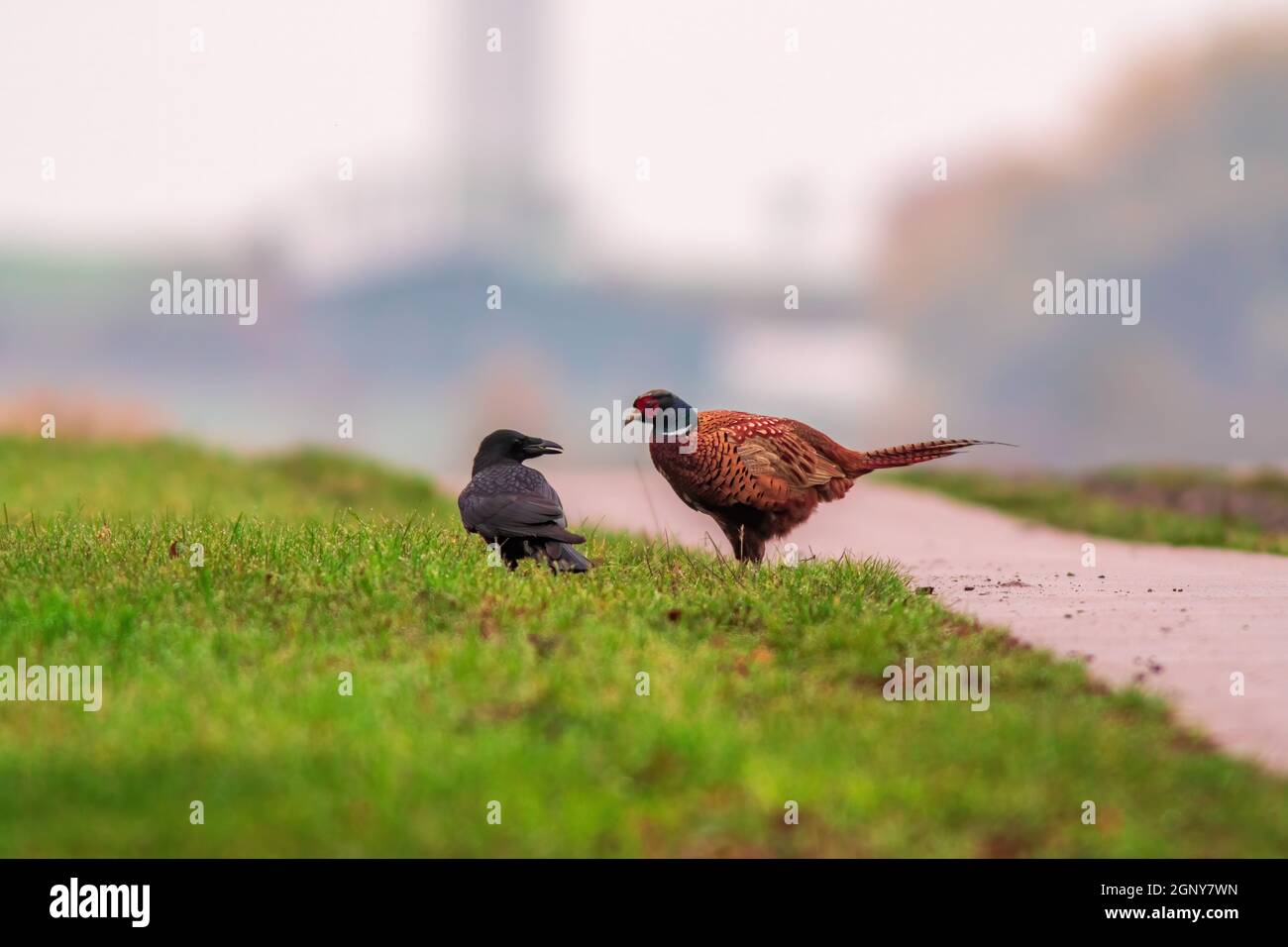 a pheasant foraging in a field in autumn Stock Photo - Alamy