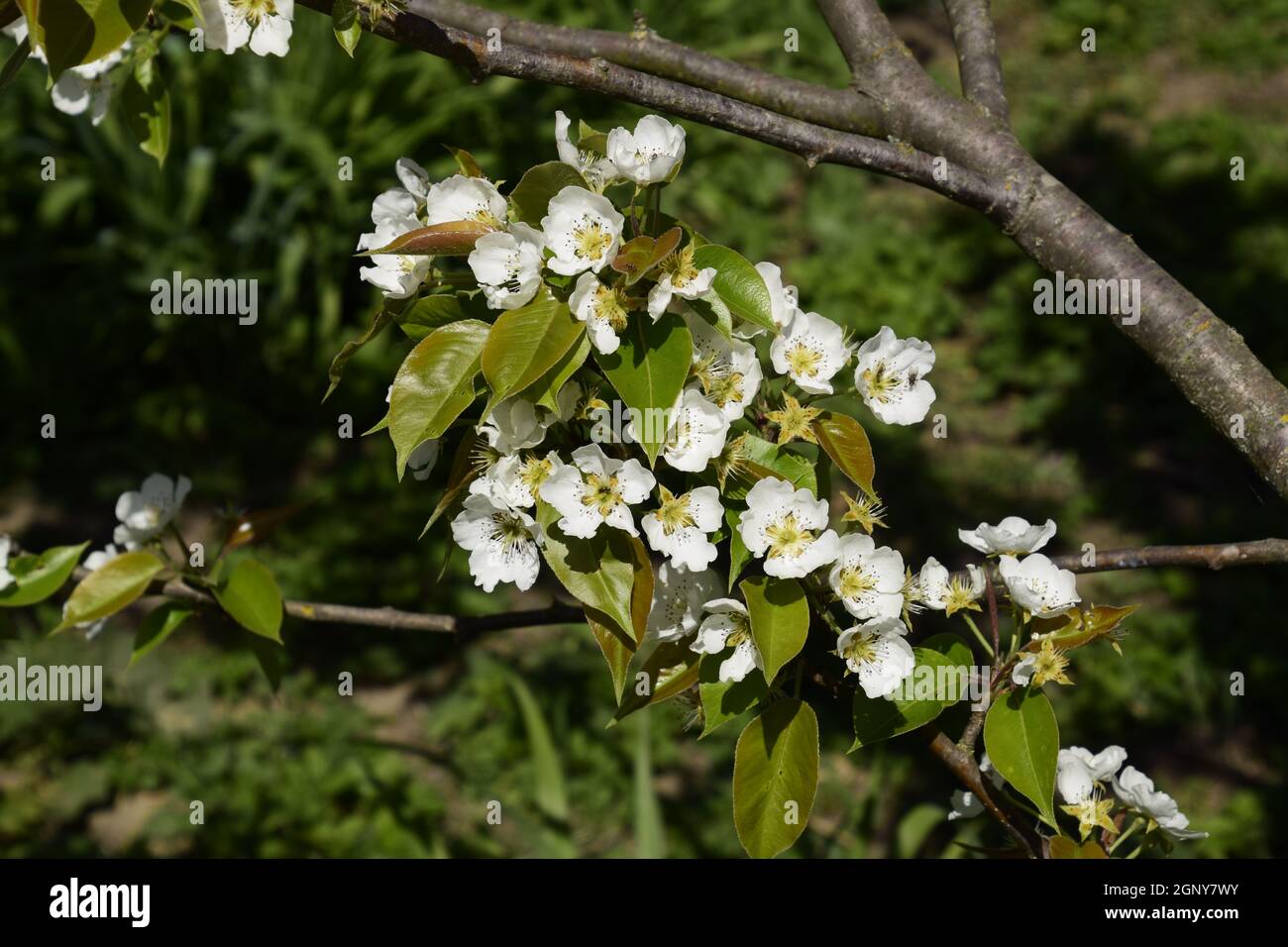 Blooming wild pear in the garden. Spring flowering trees. Pollination ...