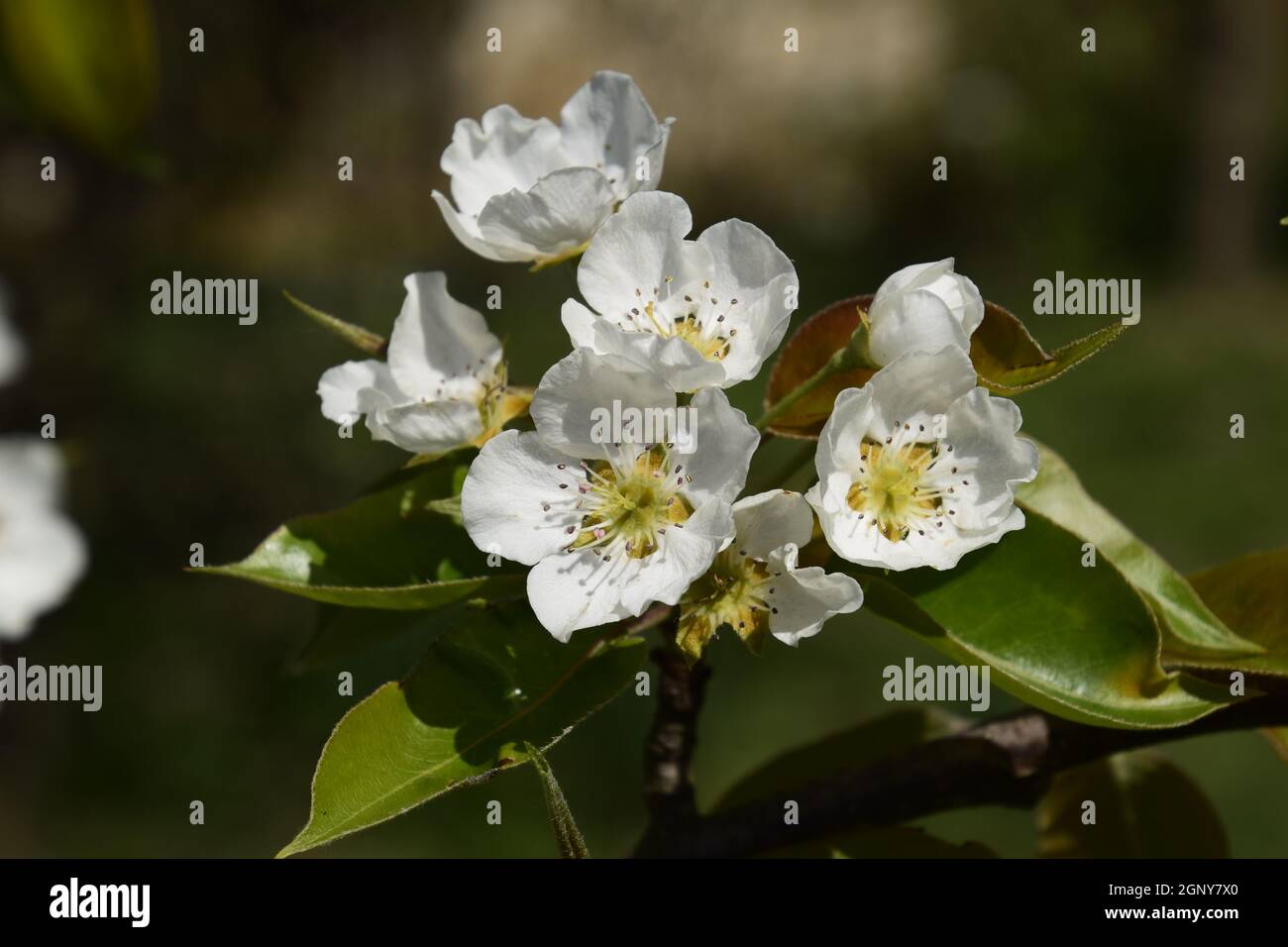 Blooming wild pear in the garden. Spring flowering trees. Pollination ...