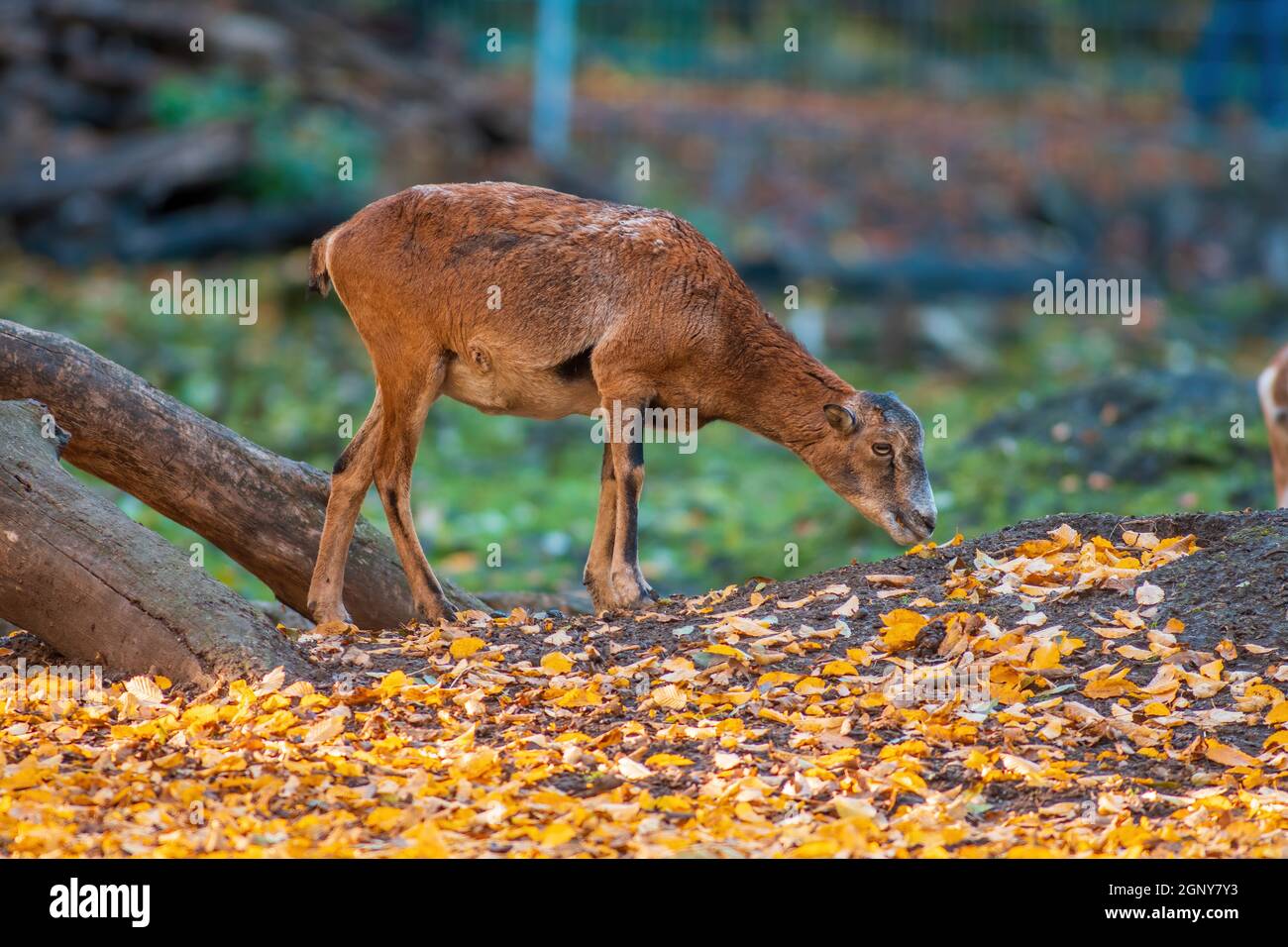 a young female Mouflon (Ovis gmelini musimon) in zoo koethen, saxony ...