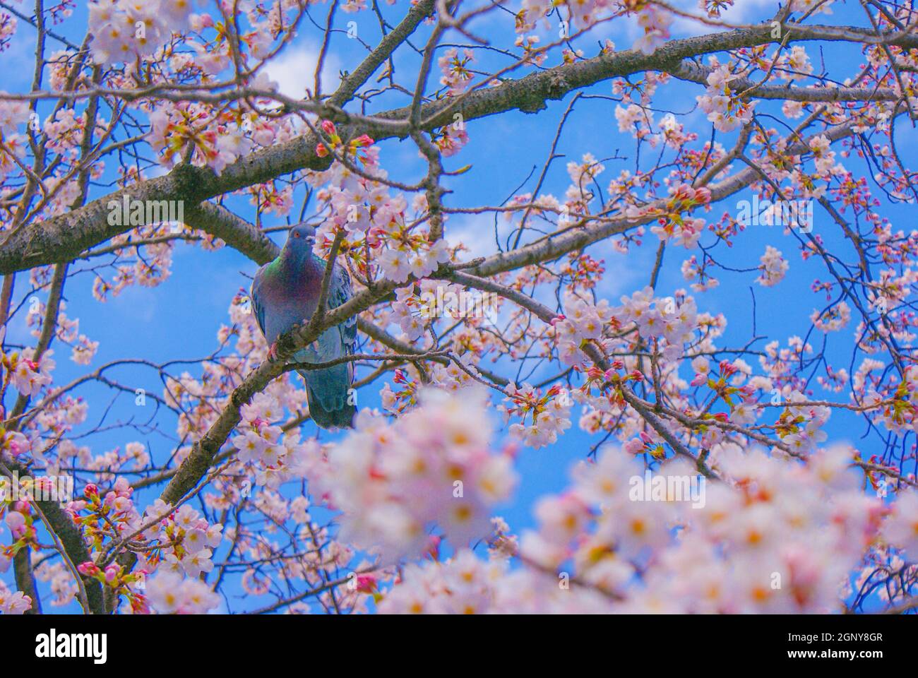 Cherry tree and pigeons hi-res stock photography and images - Alamy