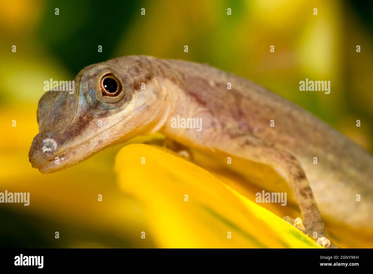 Anole Lizard, Anolis sp.,Tropical Rainforest, Corcovado National Park ...