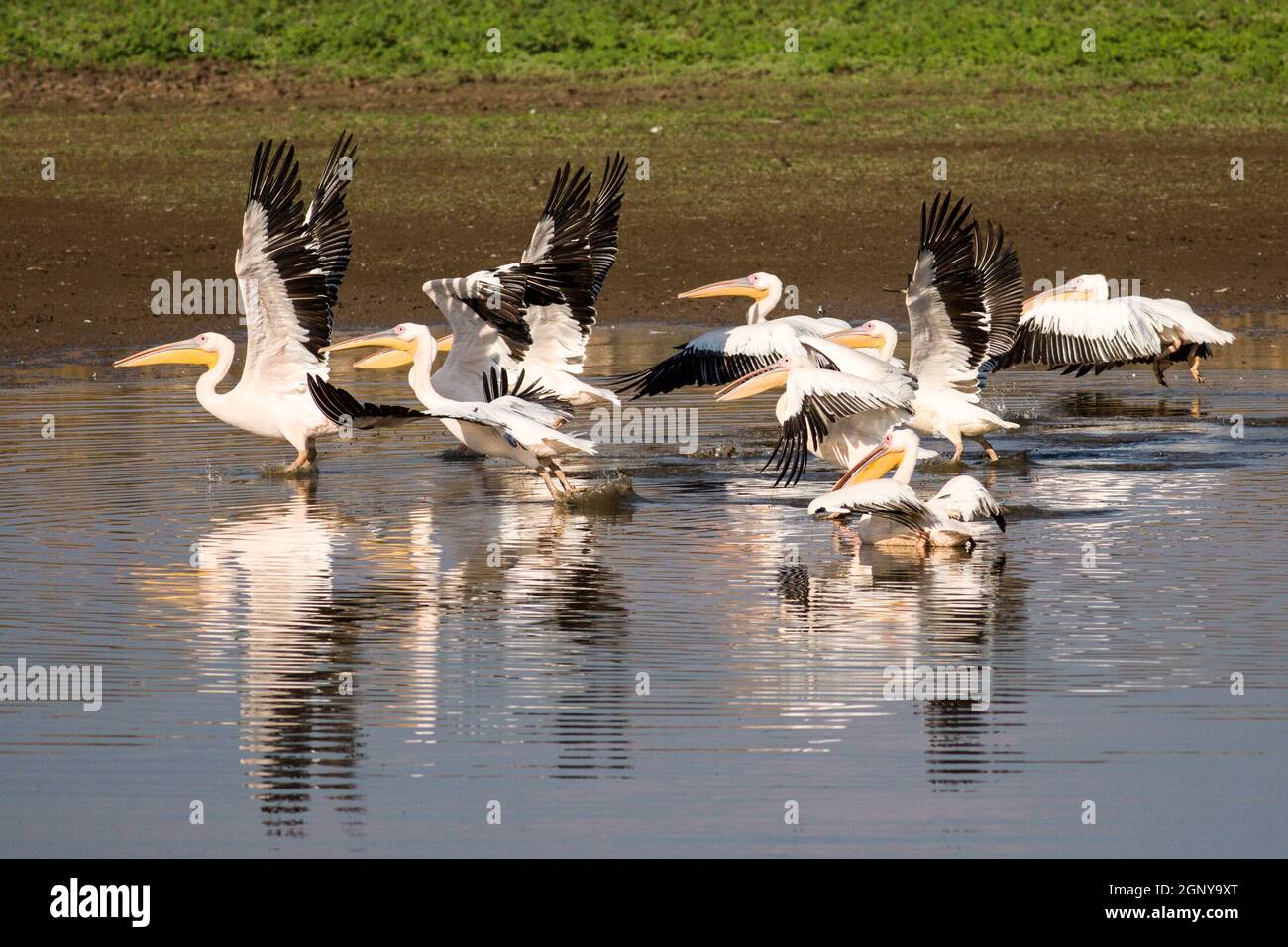 A flock of pelicans Photographed in Israel Stock Photo - Alamy