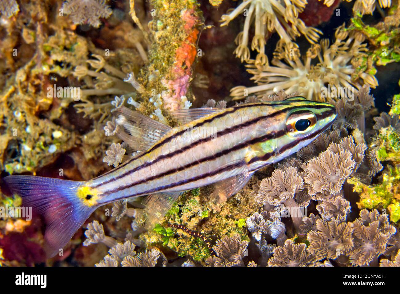 Toothy Cardinalfish, Cheilodipterus isostigma, Lembeh, North Sulawesi ...