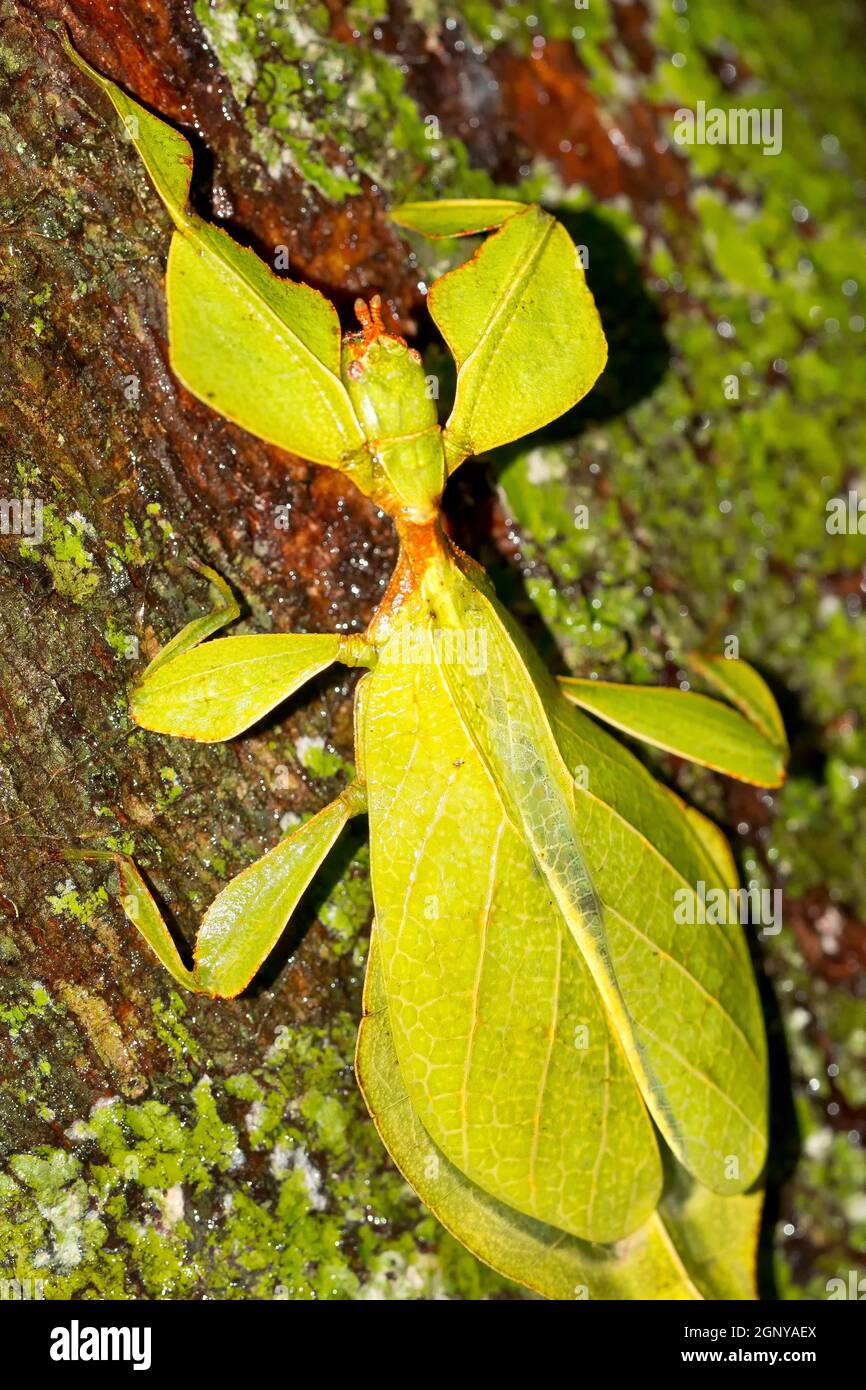 Leaf Insect, Walking Leaf, Phyllium, Sinharaja National Park Rain ...
