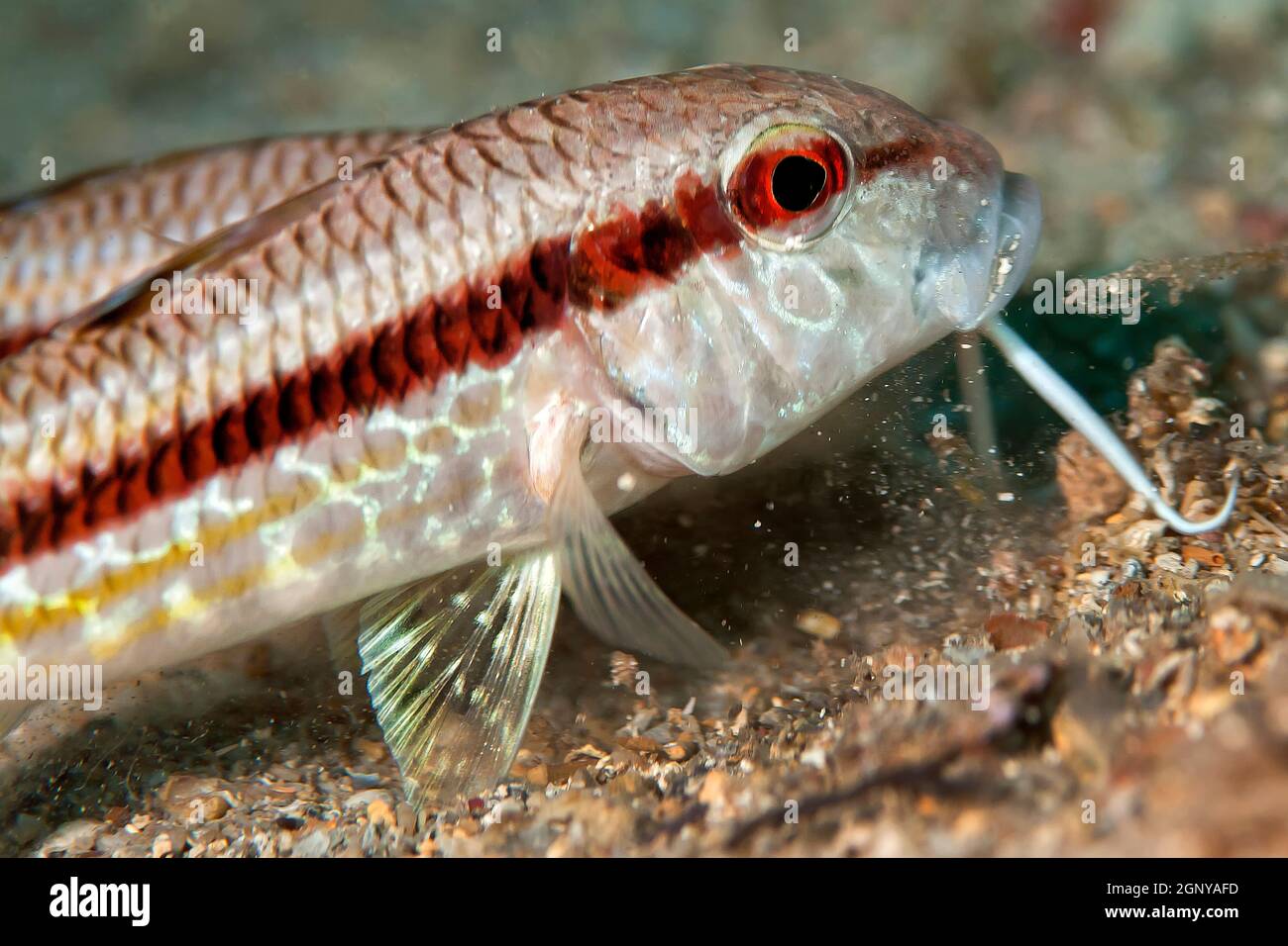 Striped red mullet, Goatfish, Mullus surmuletus, Cabo Cope Puntas del ...