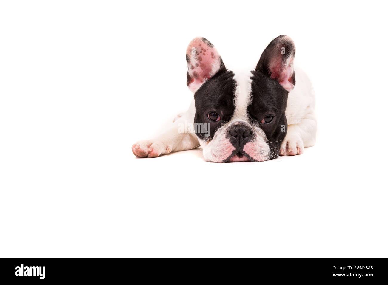 Ugly baby french bulldog puppy hi-res stock photography and images - Alamy