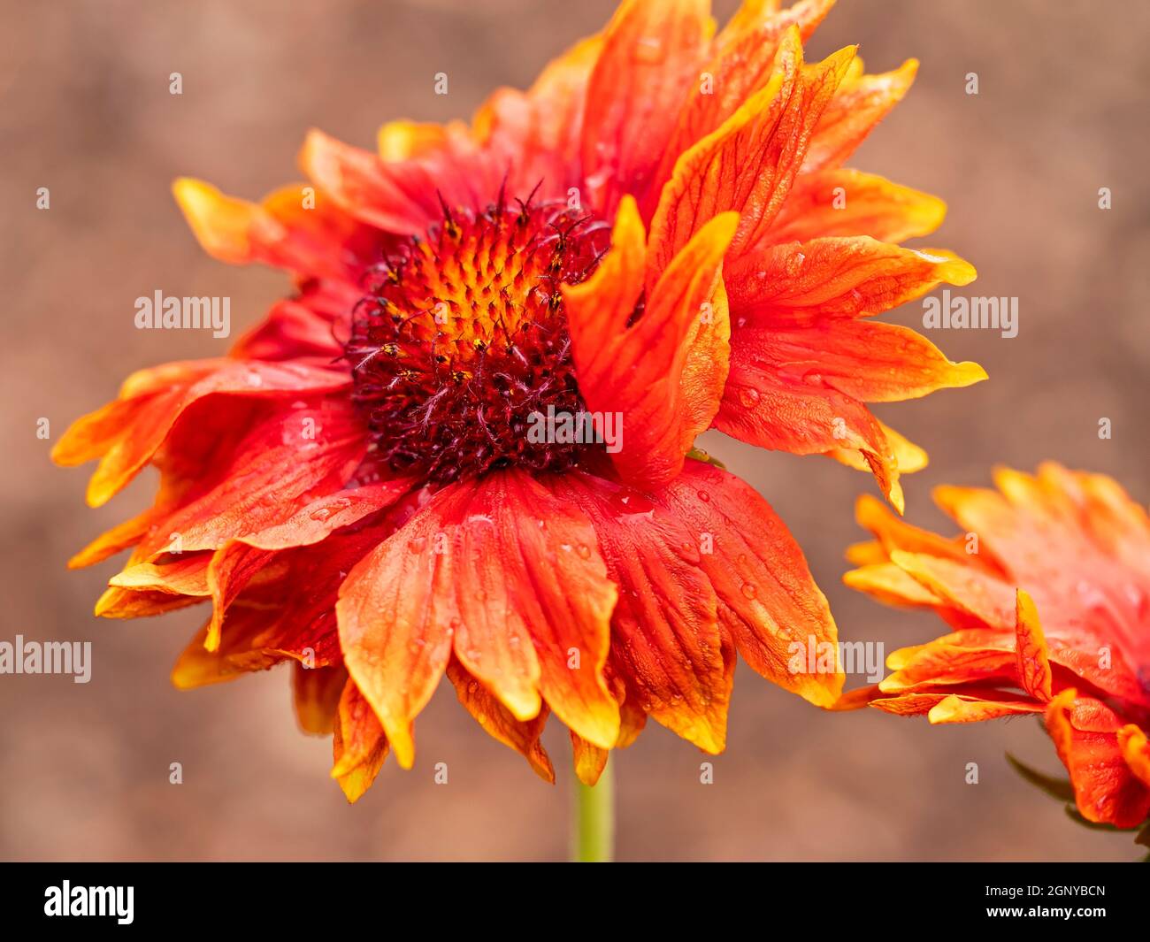Closeup of a beautiful orange and yellow Gaillardia x grandiflora ...