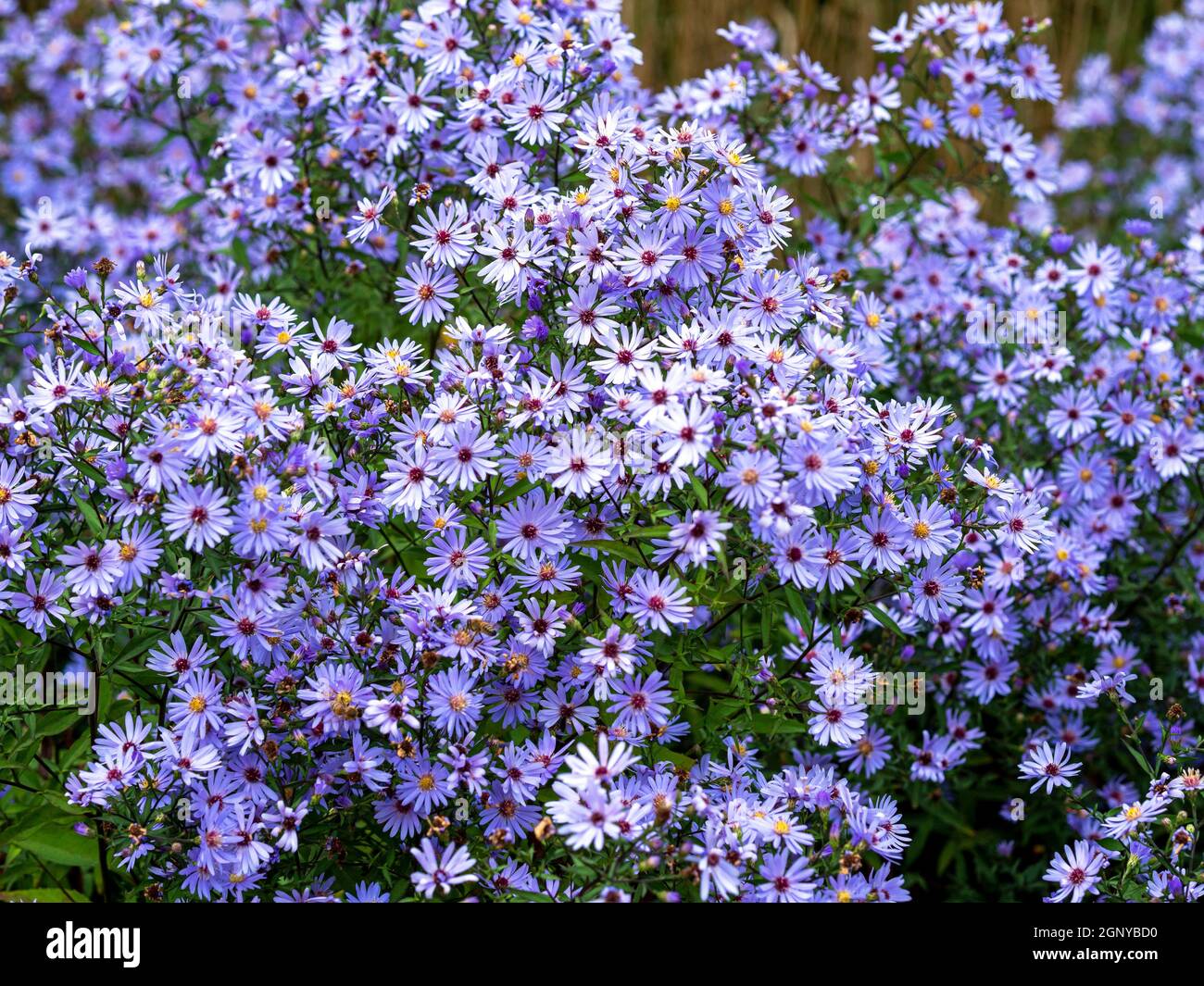 Dense pretty blue Aster Little Carlow flowers in sunlight in a garden ...