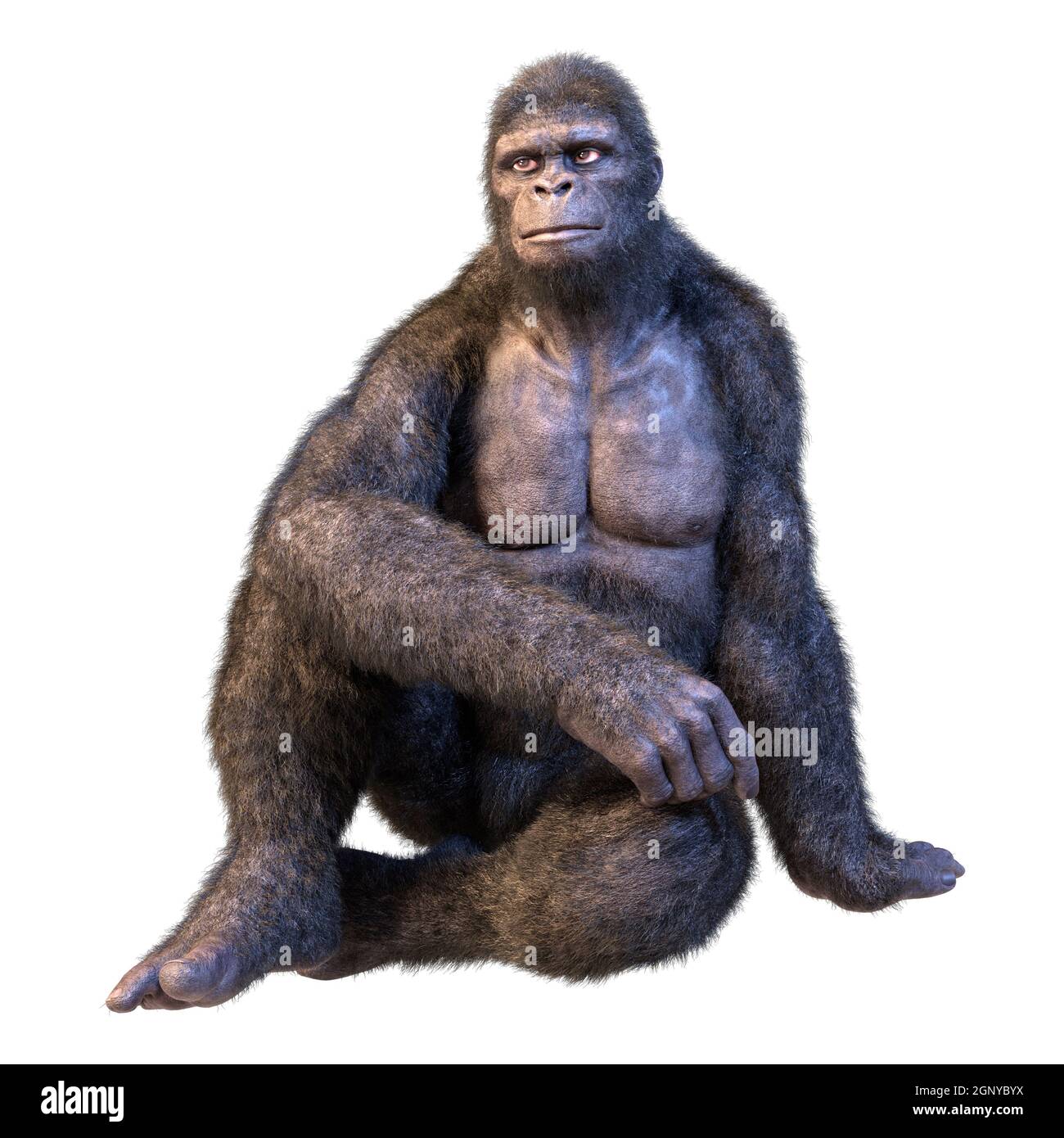 3D rendering of a gorilla ape isolated on white background Stock Photo ...