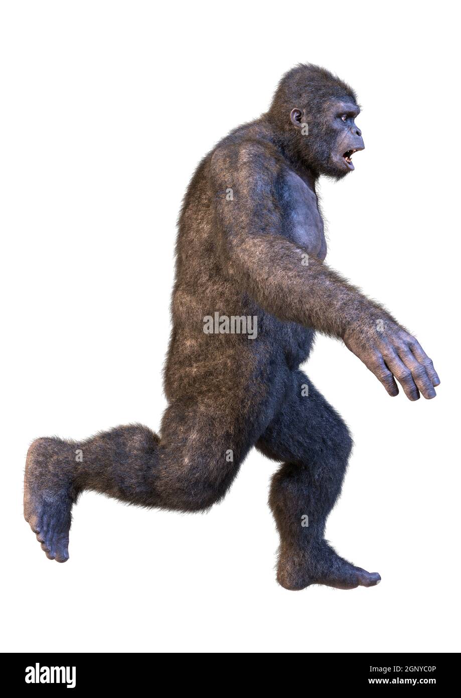 3D rendering of a gorilla ape isolated on white background Stock Photo ...